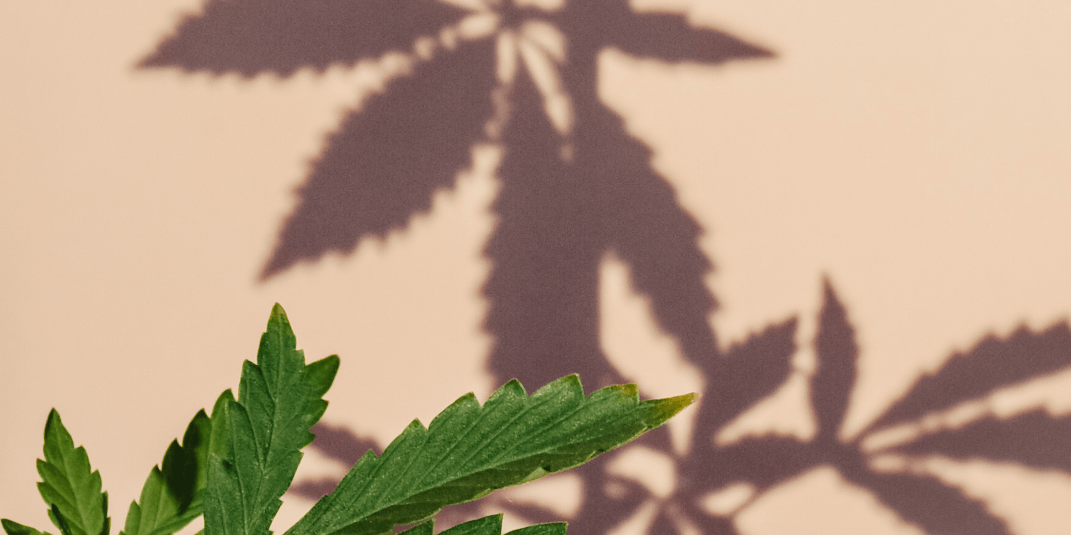 What is CBD? A Magical Guide to This Natural Wonder